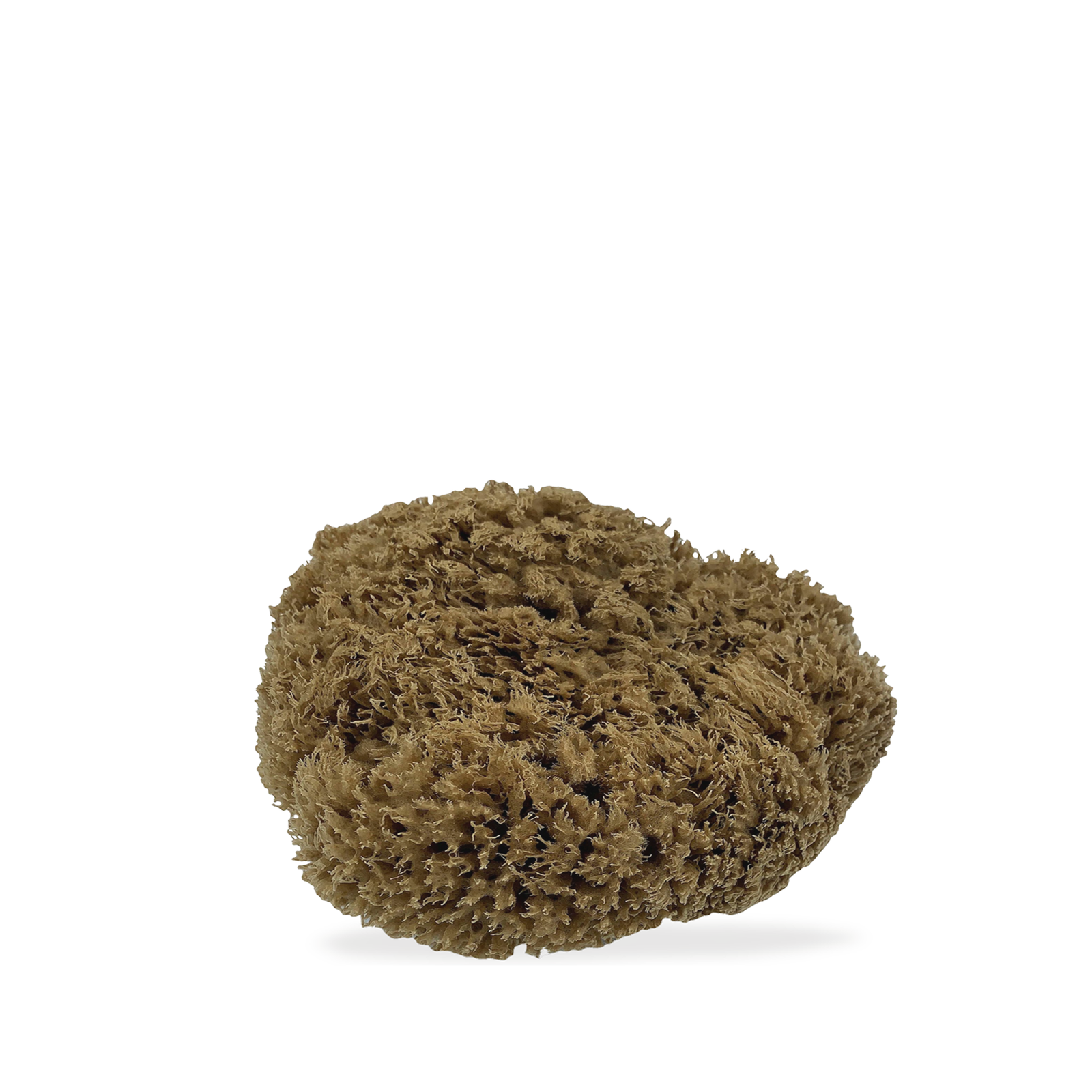 Real World Sea Sponge - Natural Mediterranean – Thread Design
